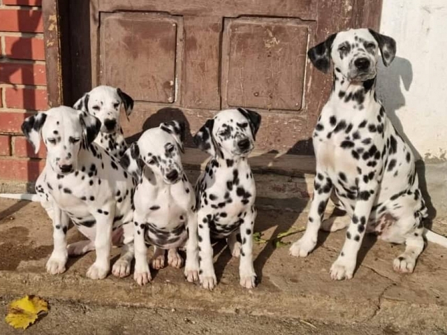 DALMATINSKI PAS - izuzetnog kvaliteta