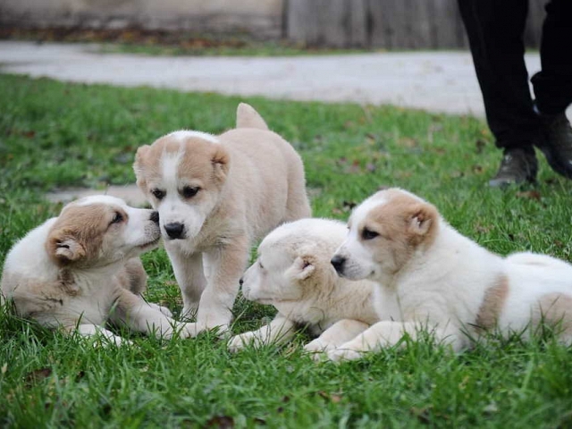 Stenci SREDNJEAZIJSKOG OVCARA