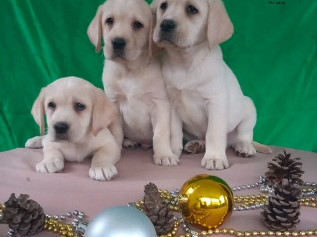 Štenci labrador retrivera odlične krvne linije