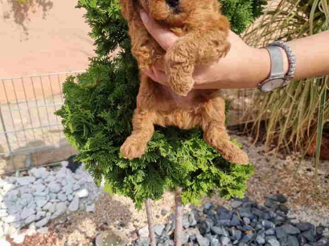 Preslatke PUDLICE patuljastog rasta