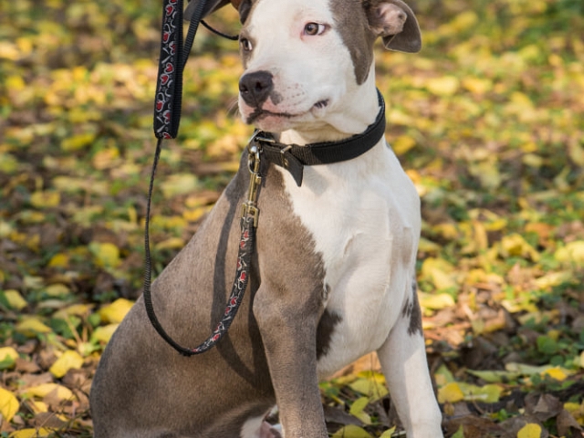 Plavi Americki stafordski terijer