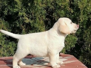 Štenci labrador retrivera