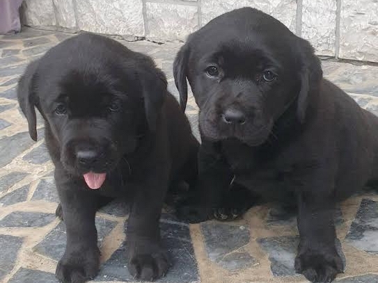 Labrador retriver