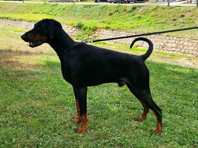 Doberman, mužjak