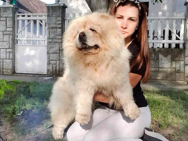 CHOW CHOW zenka i muzjak