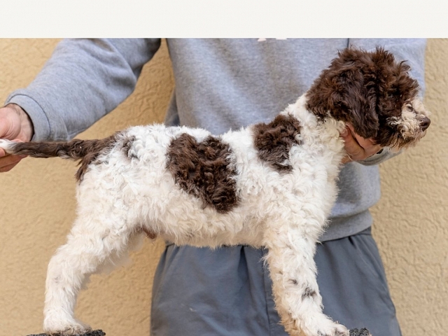 Lagotto romagnolo štenci