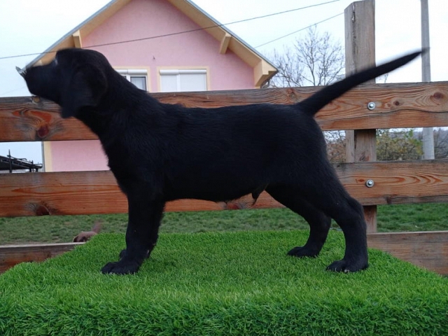 LABRADOR RETRIVER zenka i muzjak
