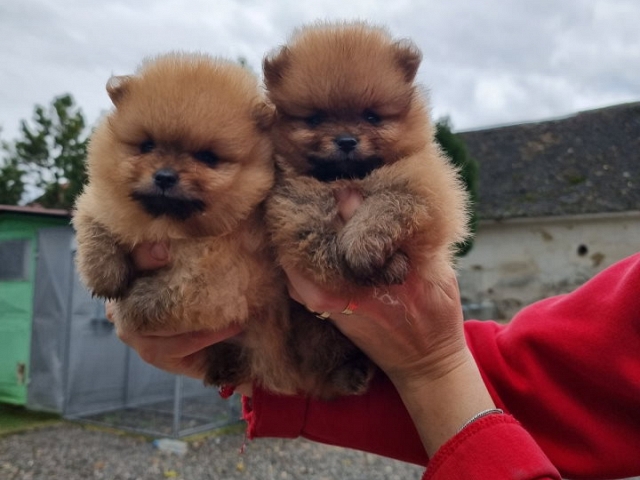 Bebe POMERANCA slobodna za preuzimanje