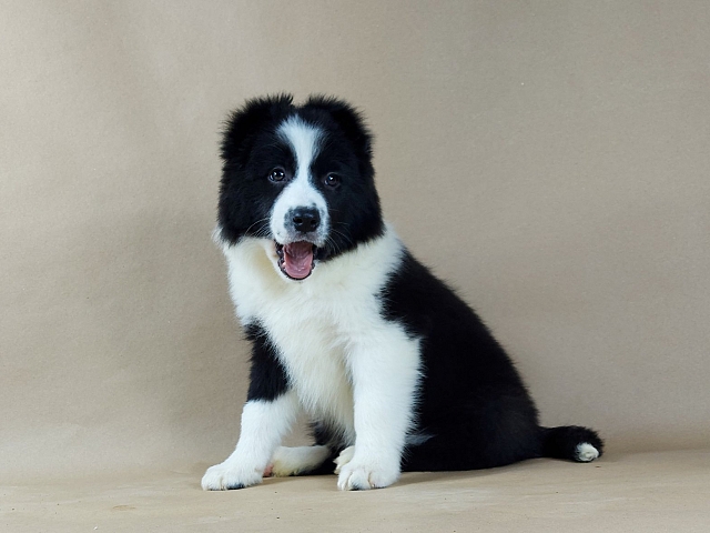 Border collie, štenad