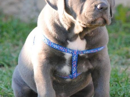 American bully xxl