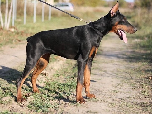 Doberman ženka