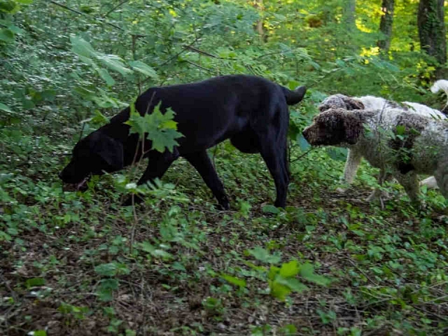 TARTUFARI - lagoto i labrador