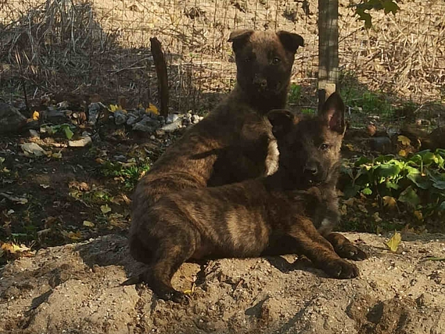 Stenci MIX crne malinoe i holandskog ovcara