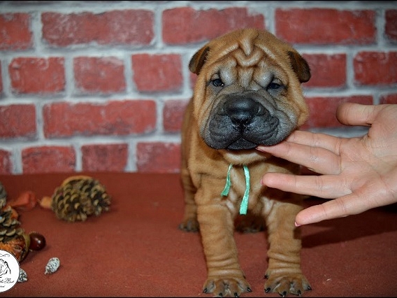 Shar Pei