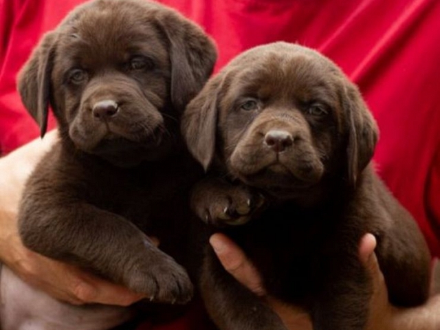LABRADOR RETRIVER čokoladni štenci
