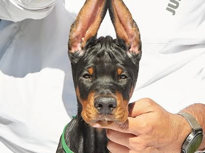 Doberman štenci