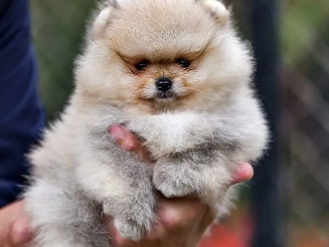 Pomeranac Boo