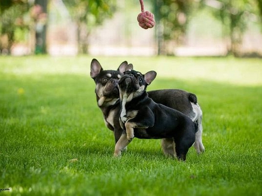 Francuski buldog, muško štene