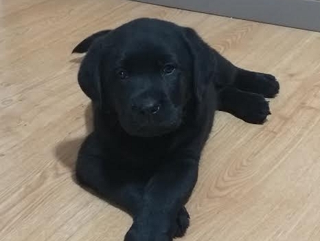 Štenci LABRADOR retrivera