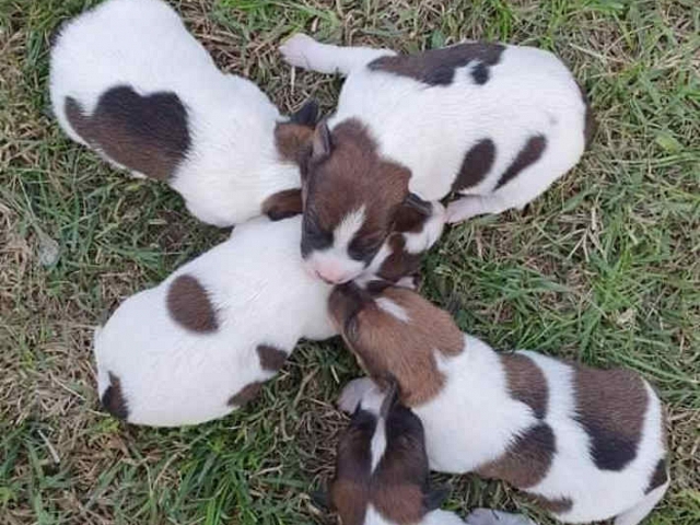 Kratkodlaki FOXTERRIER stenci - od radnih roditelja