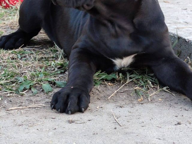 Cane Corso kučići