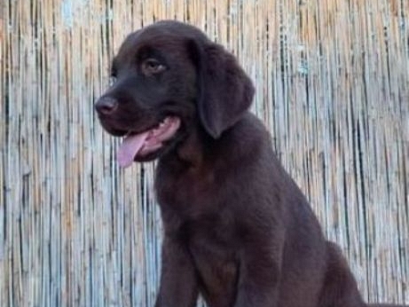 Labrador retriver muški štenci