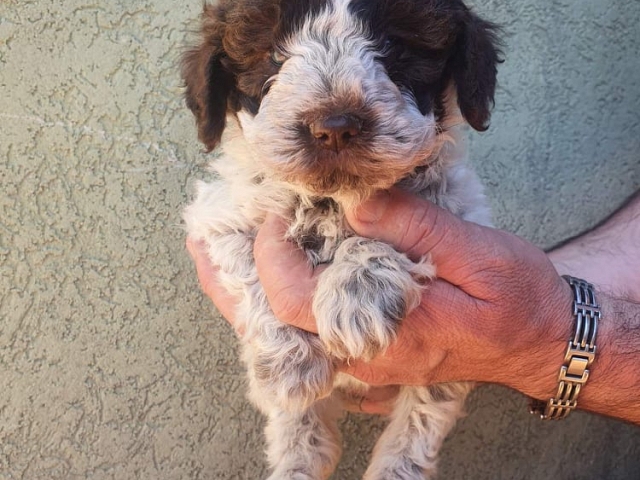 Štenci LAGOTTO ROMAGNOLO
