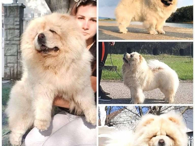 Musko stene CHOW CHOW