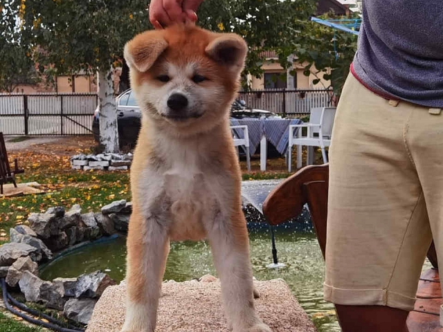 AKITA INU dva muzjaka vrhunskog porekla