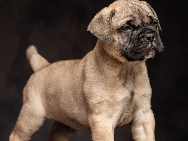 Odgajivačnica bullmastiff-a
