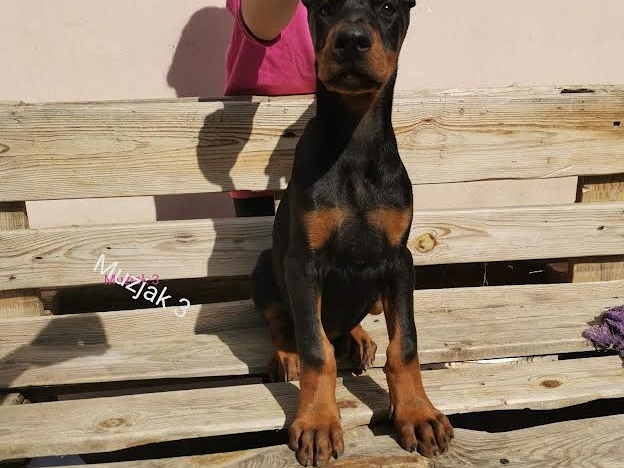 Doberman štenci