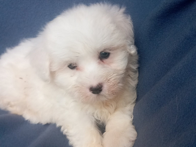 Tulearski pas (coton de tulear) štenci