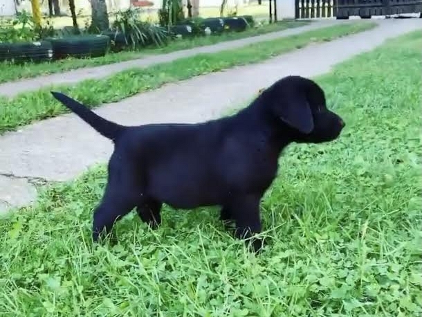 Labrador retriver, štenci