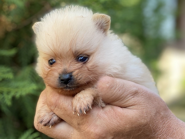 POMERANAC (BOO) patuljasti, kompletna dokumentacija