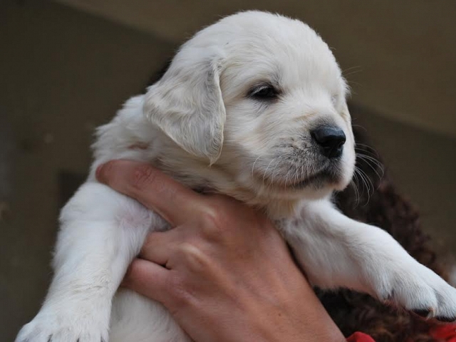 Zlatni retriver, štenci