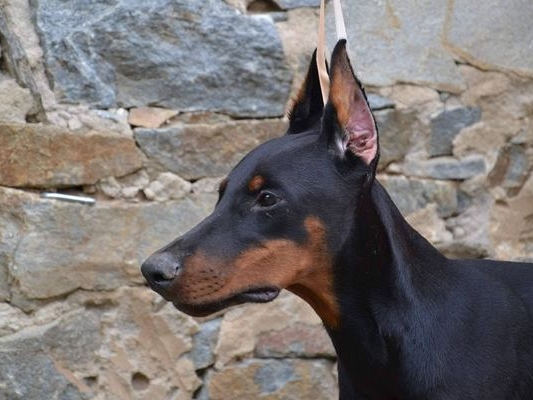 DOBERMAN štenci