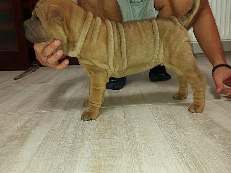 Shar Pei stenci