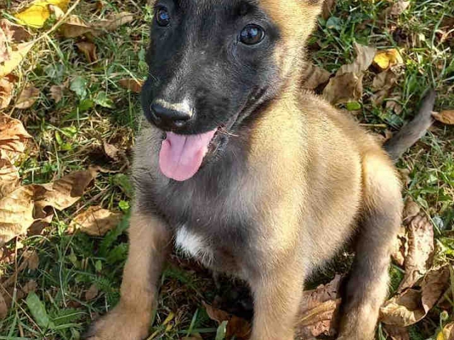 BELGIJSKI OVCAR Malinoa - stenci