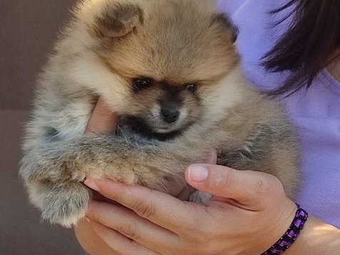 Pomeranac Boo