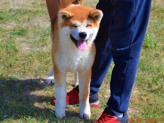 Akita inu