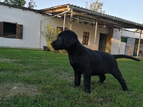 Labrador retriver