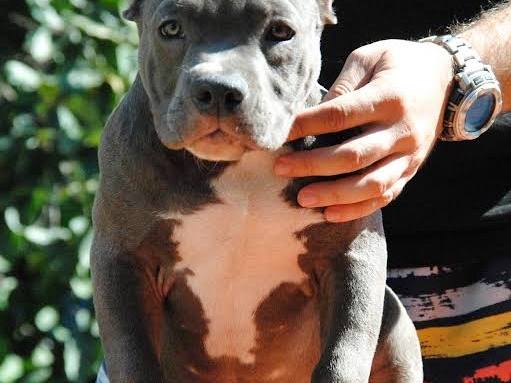 American bully