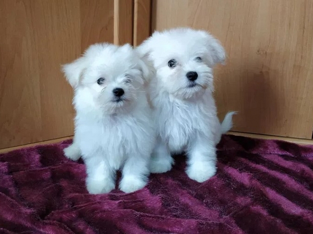 Maltezer i coton de tulear štenci na prodaju