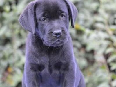 Labrador Retriver
