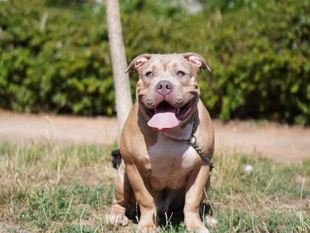 American Bully Pocket / Standard