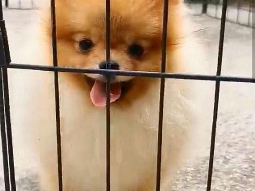 Pomeranac