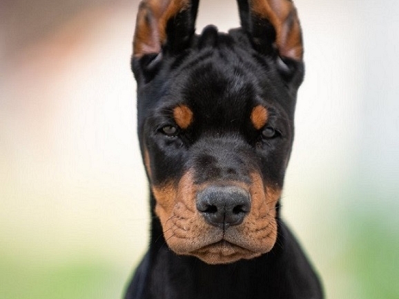 Doberman štenci