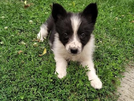 Border Collie stenci