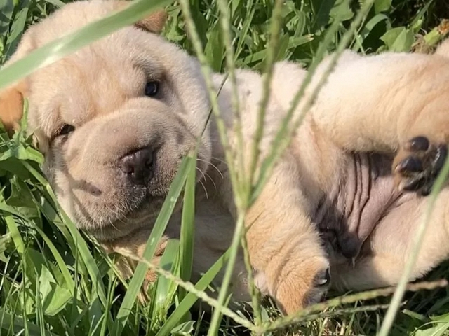 Šar pej i šiba inu štenci na prodaju