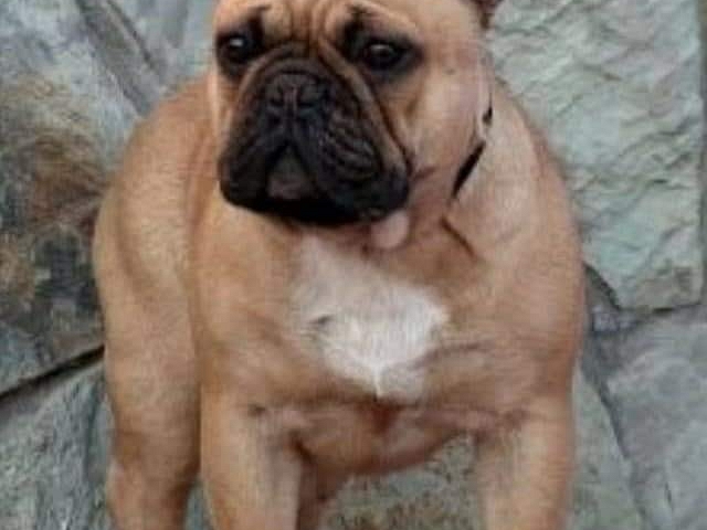 Francuski buldozi slobodni za parenje